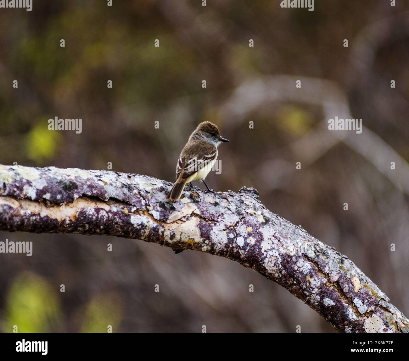 Galapagos flycatcher at Cormorant point, Floreana island, Galapagos ...