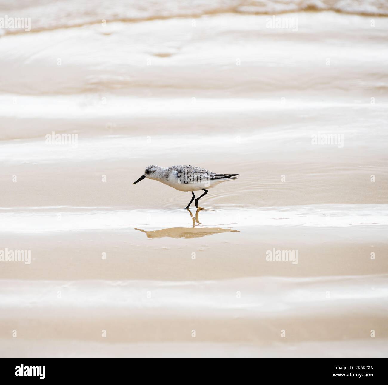 Floreana galapagos mockingbird hi-res stock photography and images - Alamy