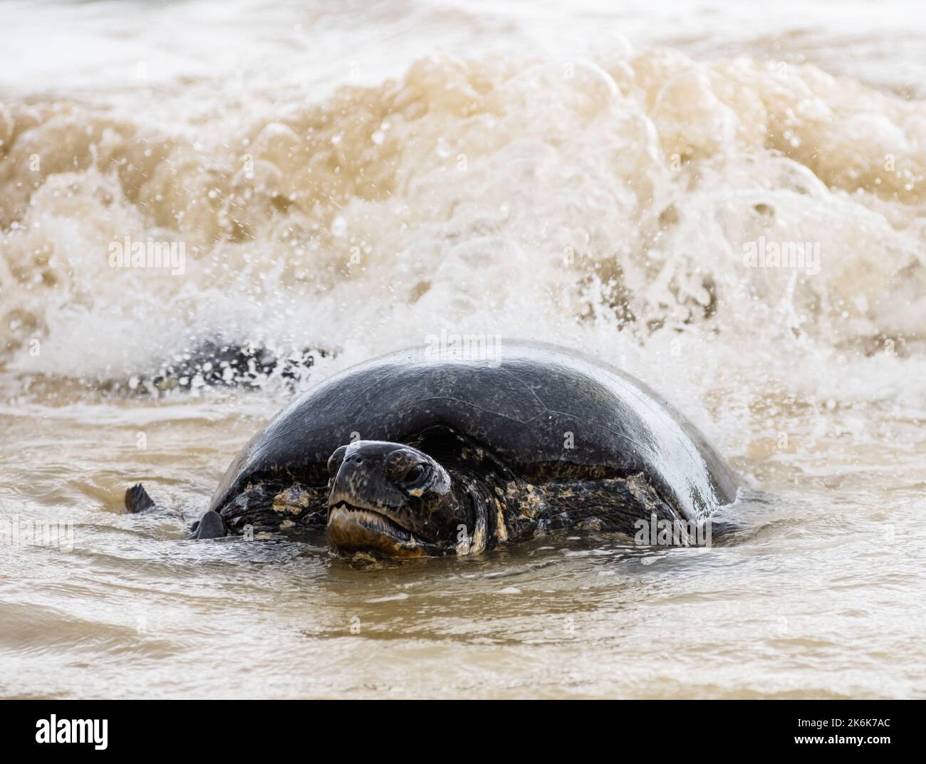 Green sea turtle coming up to the shore at Cormorant point, Floreana ...