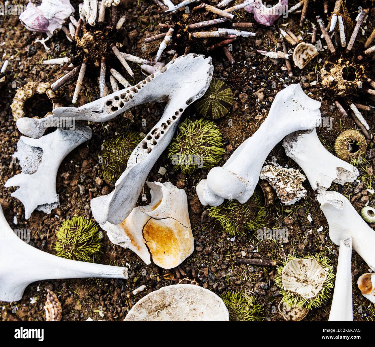 Animal bones hi-res stock photography and images - Alamy