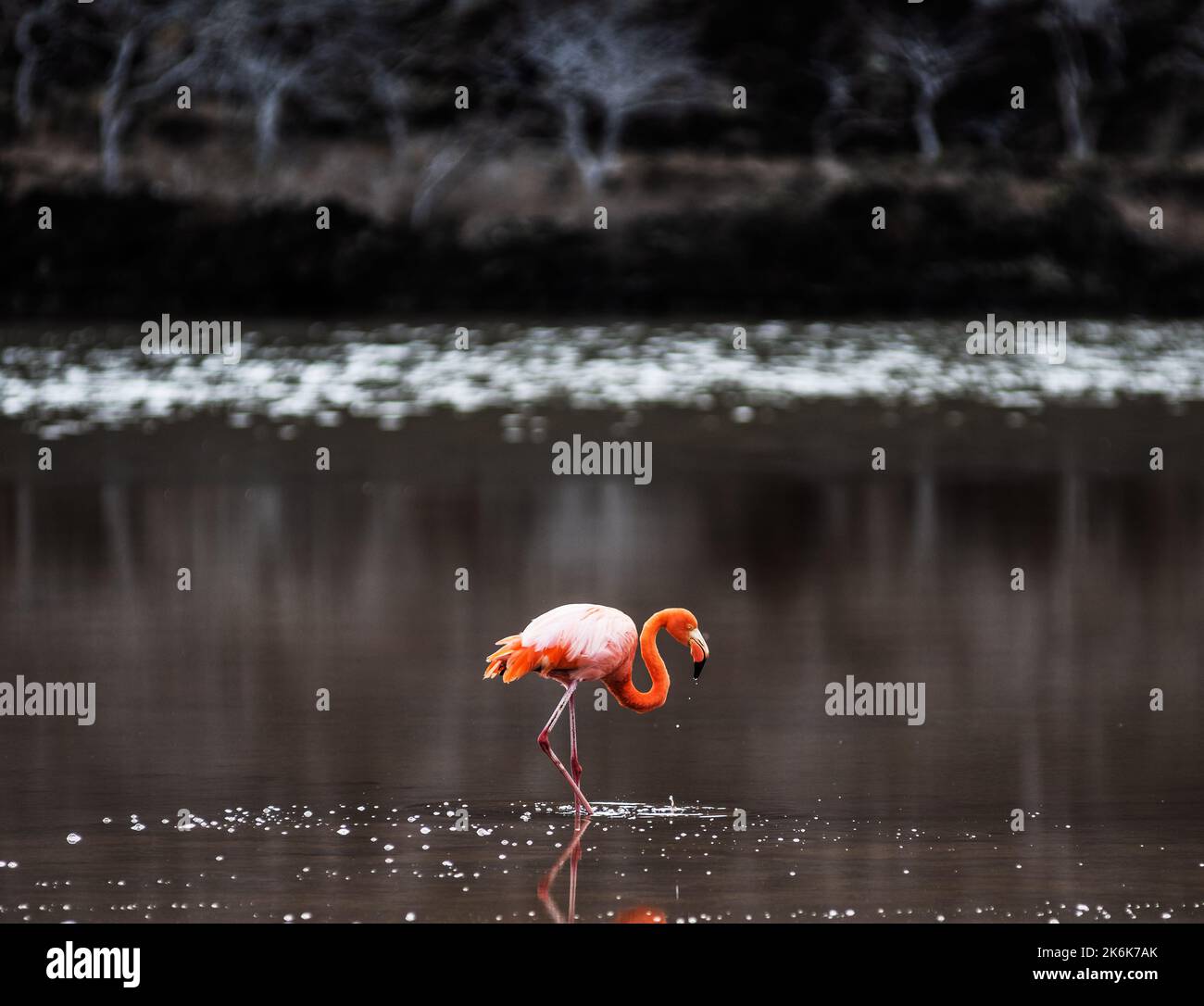 Pink Flamingo at Cormorant point, Floreana island, Galapagos islands ...