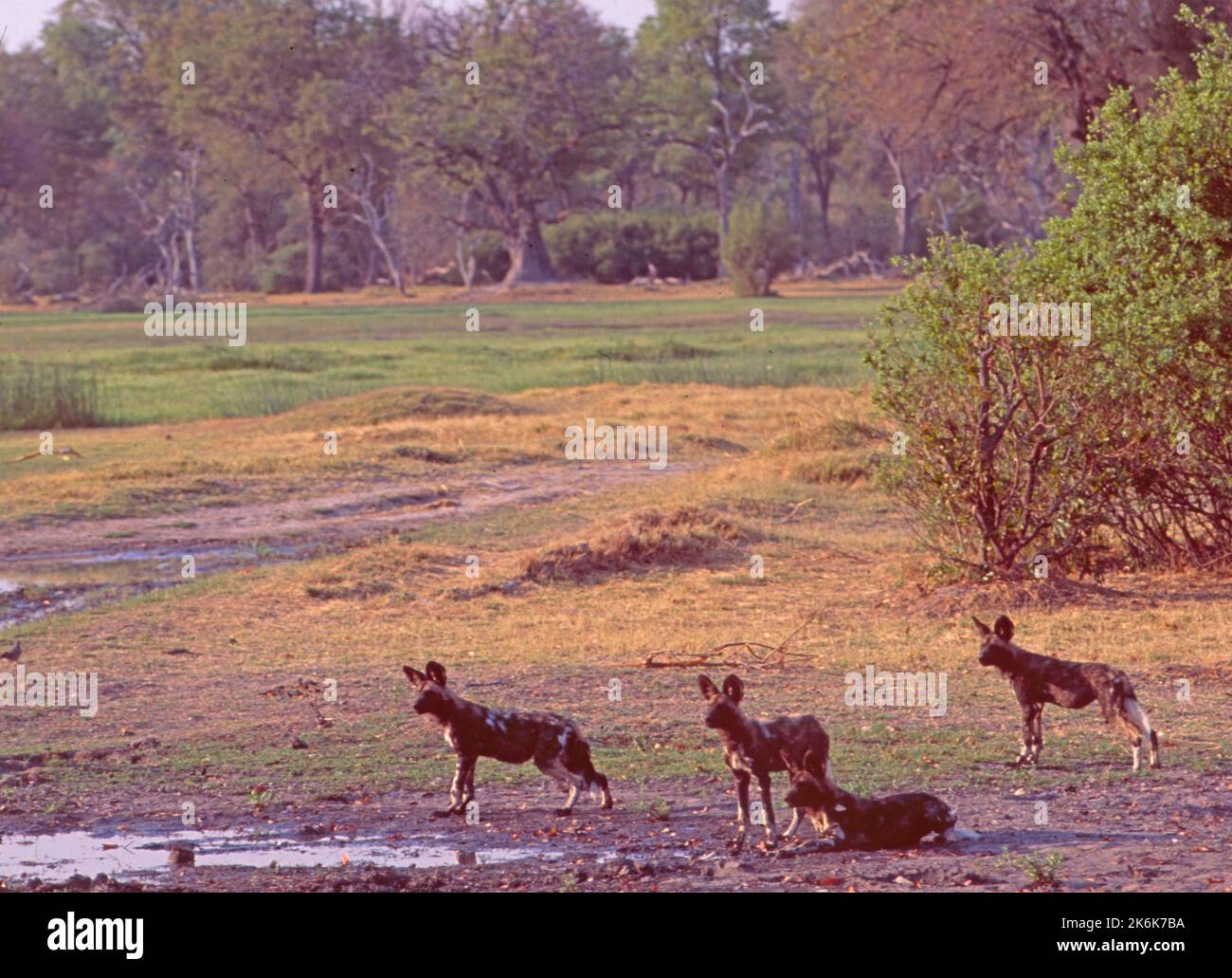 Botswana: The ultimate wild life experience you can explore in the ...