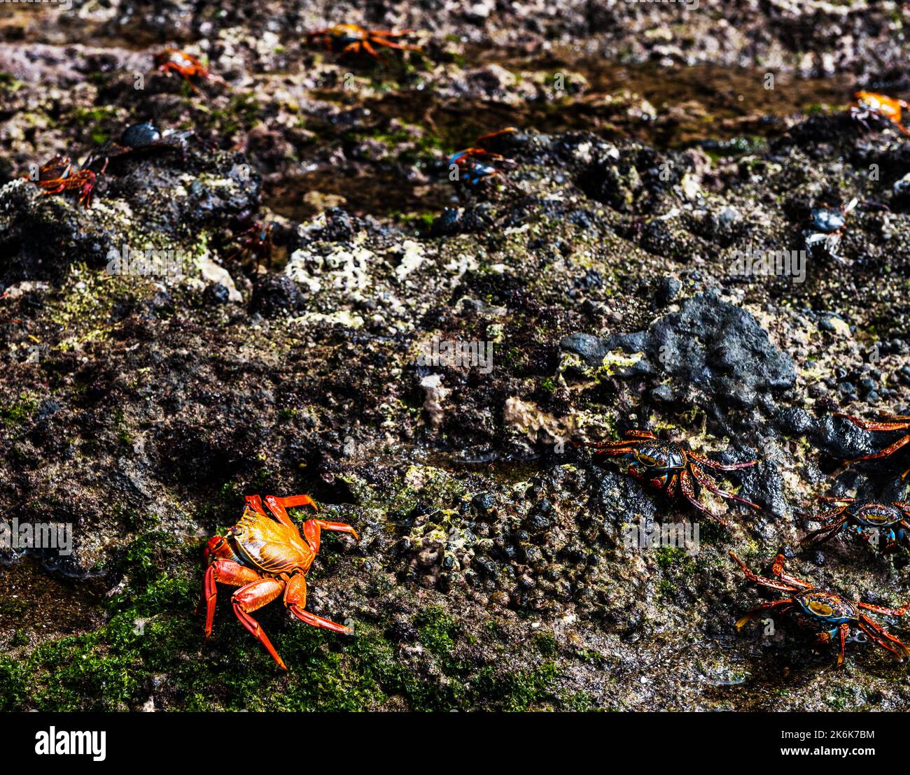 Sally lightfoot crabs, Cormorant point, Floreana island, Galapagos ...