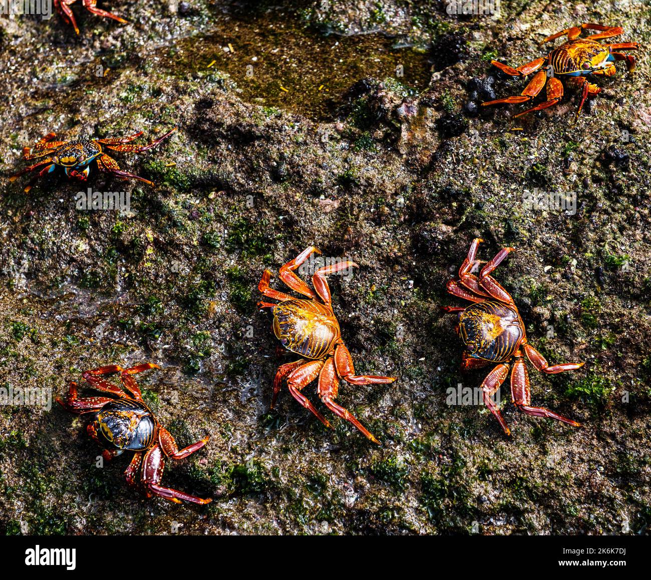 Sally lightfoot crabs, Cormorant point, Floreana island, Galapagos ...