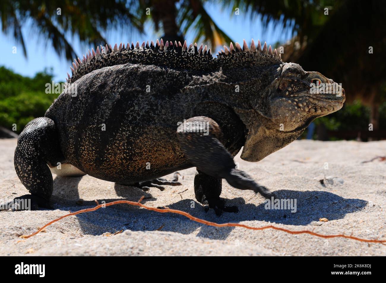 Leguan am Sandstrand der kubanischen Karibikinsel Cayo Macho. Leguan at ...