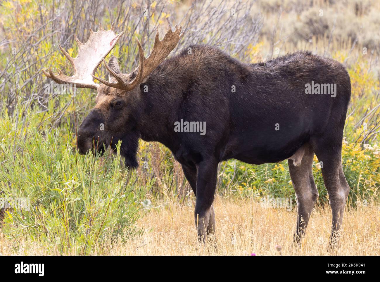 Bull Moose During the Rut in Autumn in Wyoming Stock Photo - Alamy
