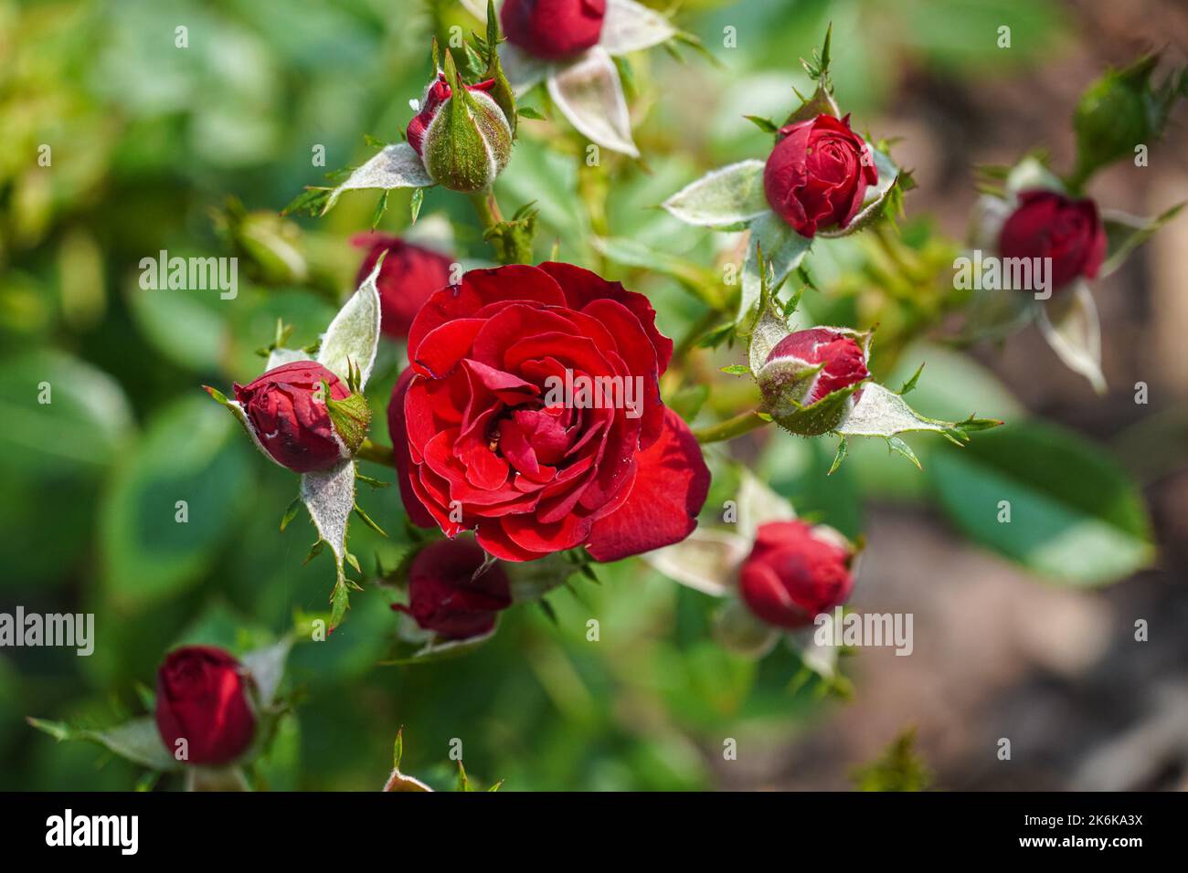 Red rose bloomimg in a garden Stock Photo - Alamy