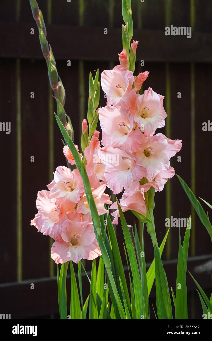 Garden lilies hi-res stock photography and images - Alamy