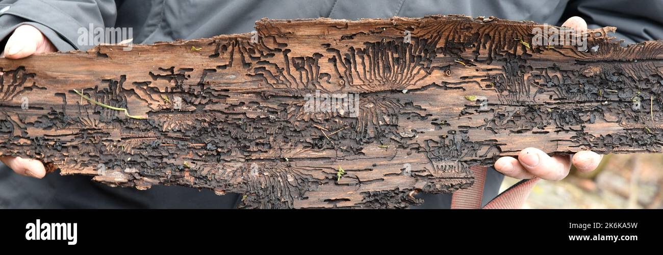 Stolberg, Germany. 03rd Jan, 2022. A forester shows a tree bark eaten ...