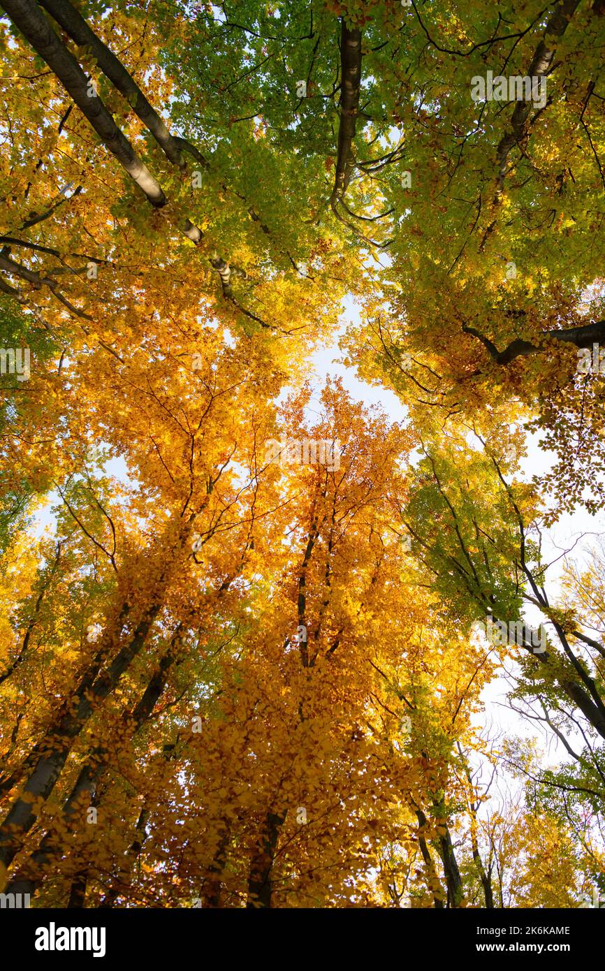 low view of september nature of fall forest. forest nature in fall ...