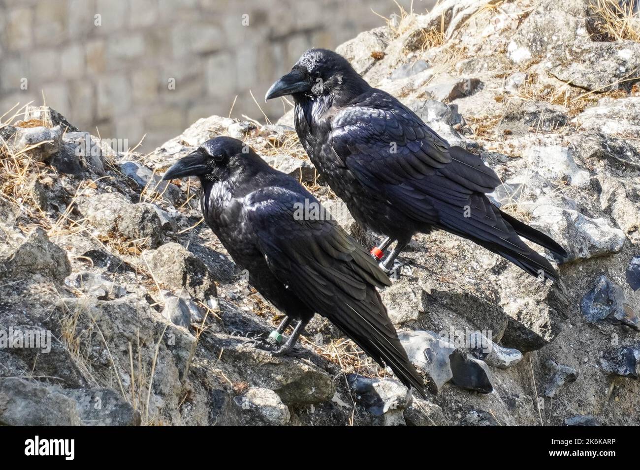 Ravens on wall at the Tower of London, London England United Kingdom UK ...