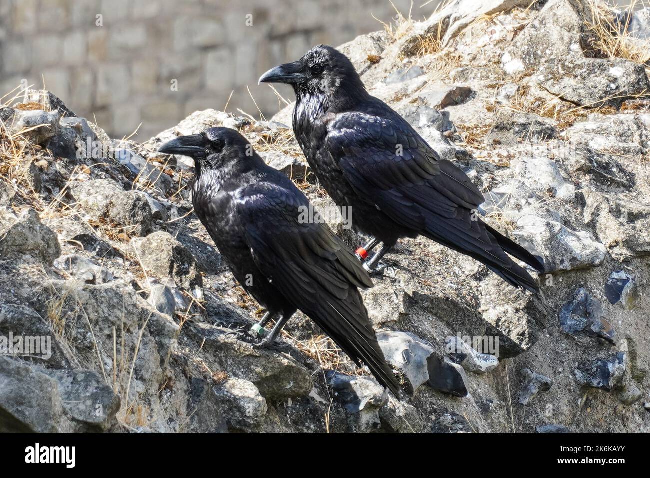 Ravens on wall at the Tower of London, London England United Kingdom UK Stock Photo - Alamy