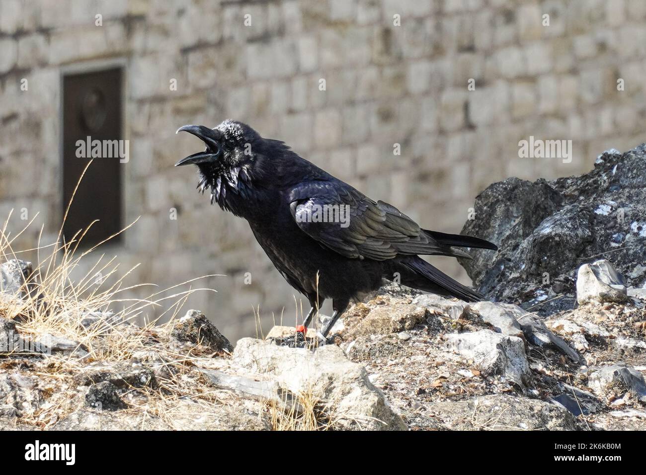 Raven on wall at the Tower of London, London England United Kingdom UK ...