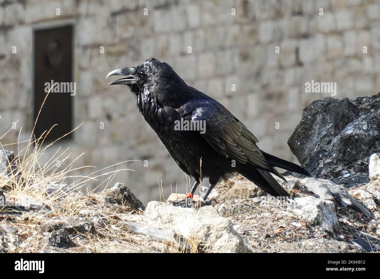 Tower of london ravens hi-res stock photography and images - Alamy