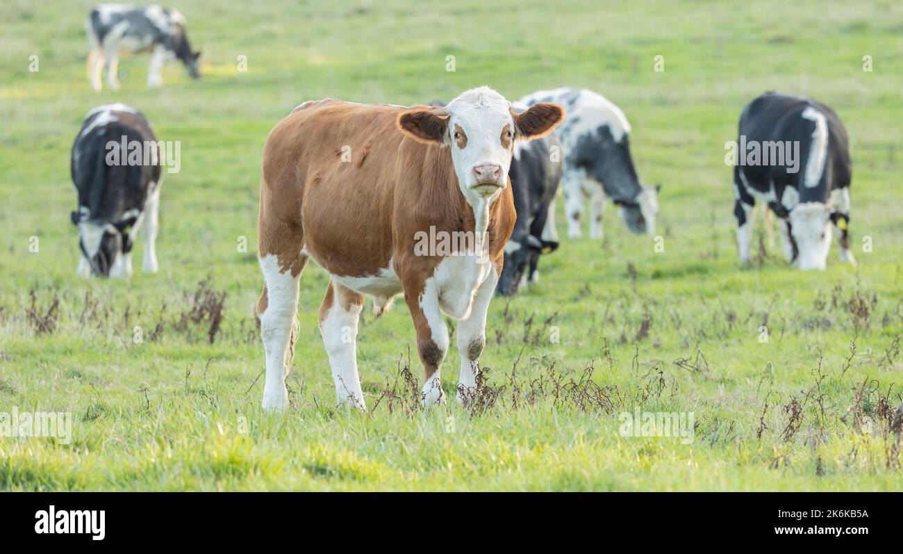 Forward facing cow hi-res stock photography and images - Alamy