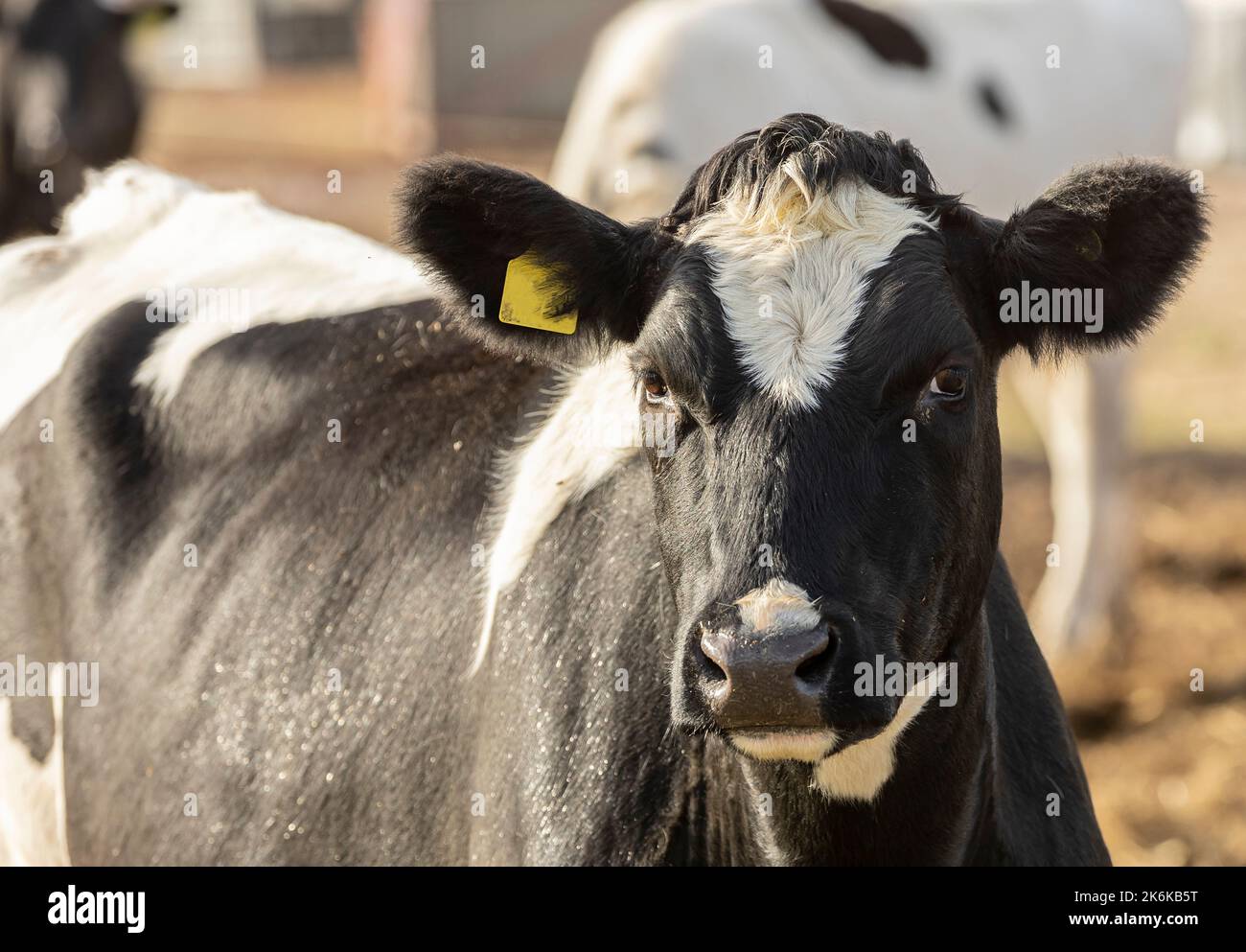 close up face of a Friesian cow, uk dairy cow Stock Photo - Alamy