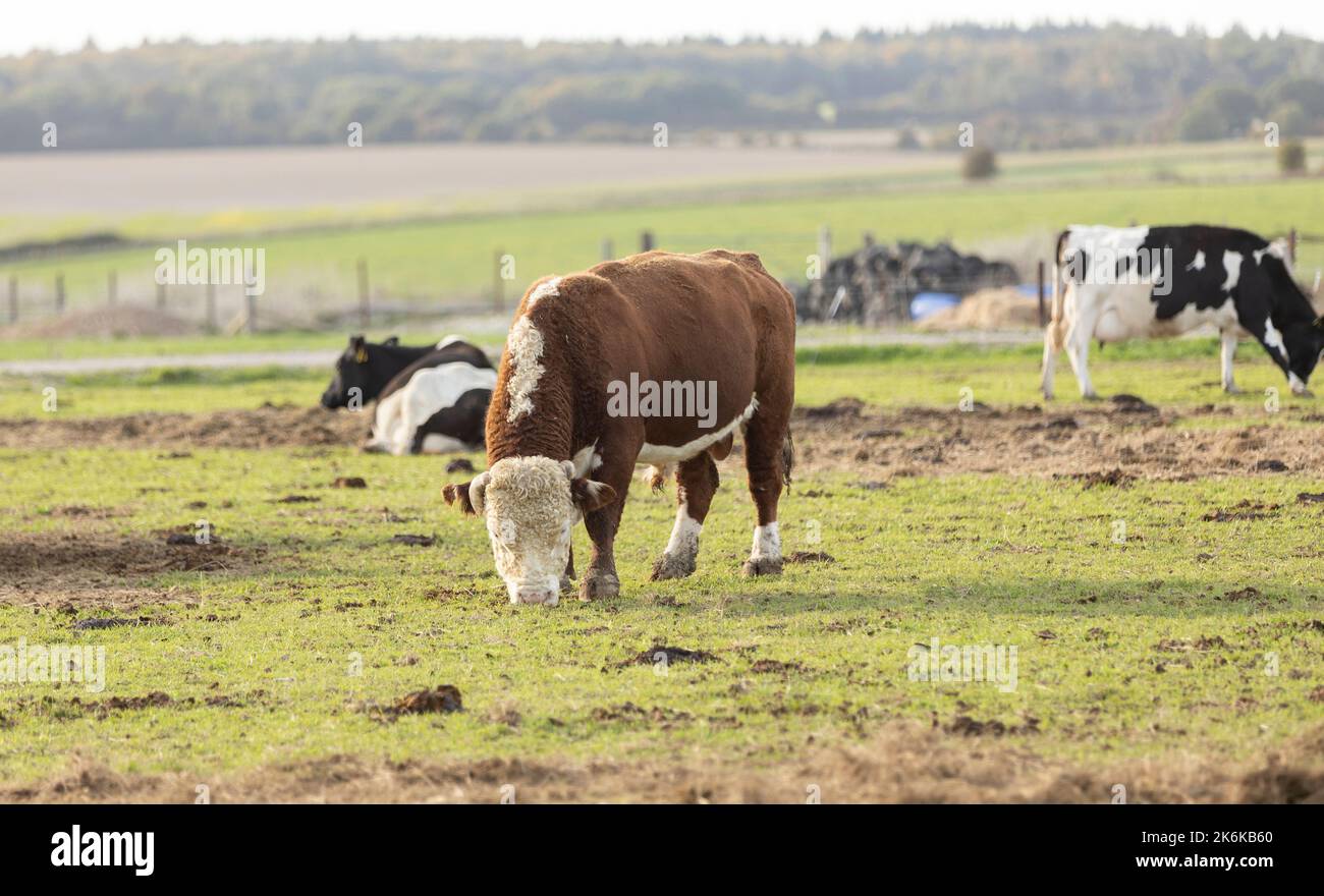Bull in paddock hi-res stock photography and images - Alamy