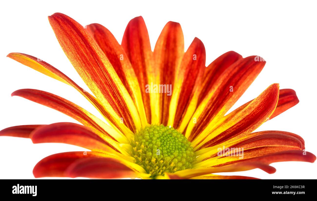 barberton daisy flower Stock Photo - Alamy