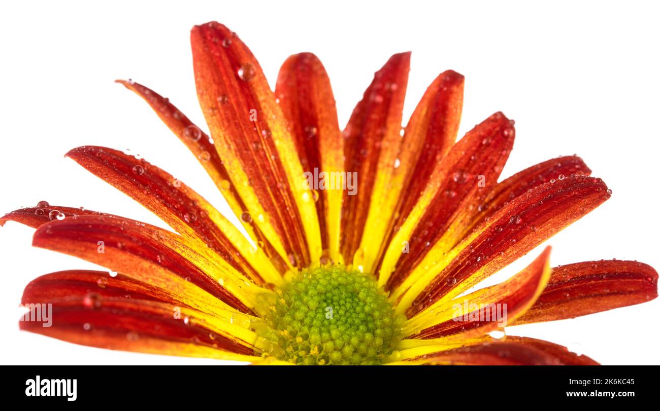 barberton daisy flower Stock Photo - Alamy