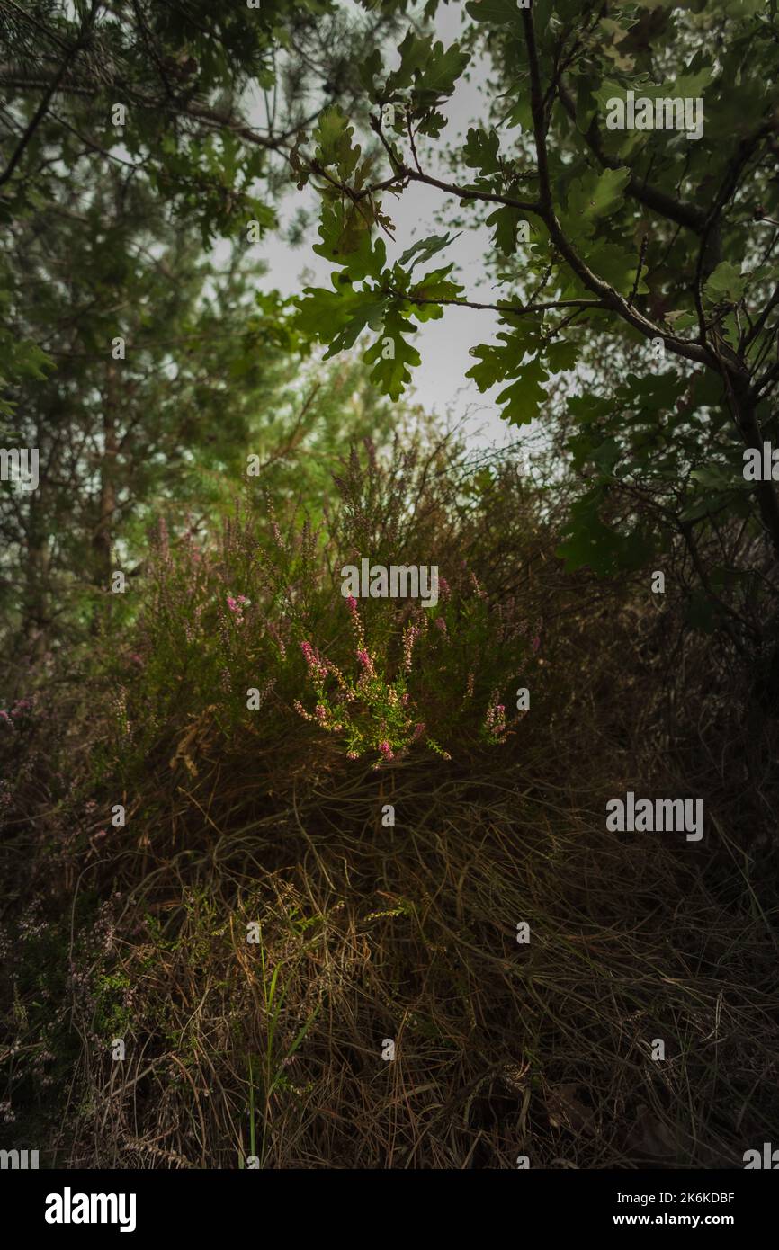 Heather in the forest is beautifully lit by the sun Stock Photo - Alamy