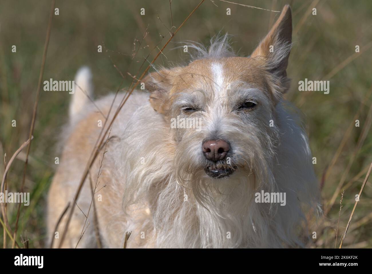 Ginger dog hi-res stock photography and images - Alamy