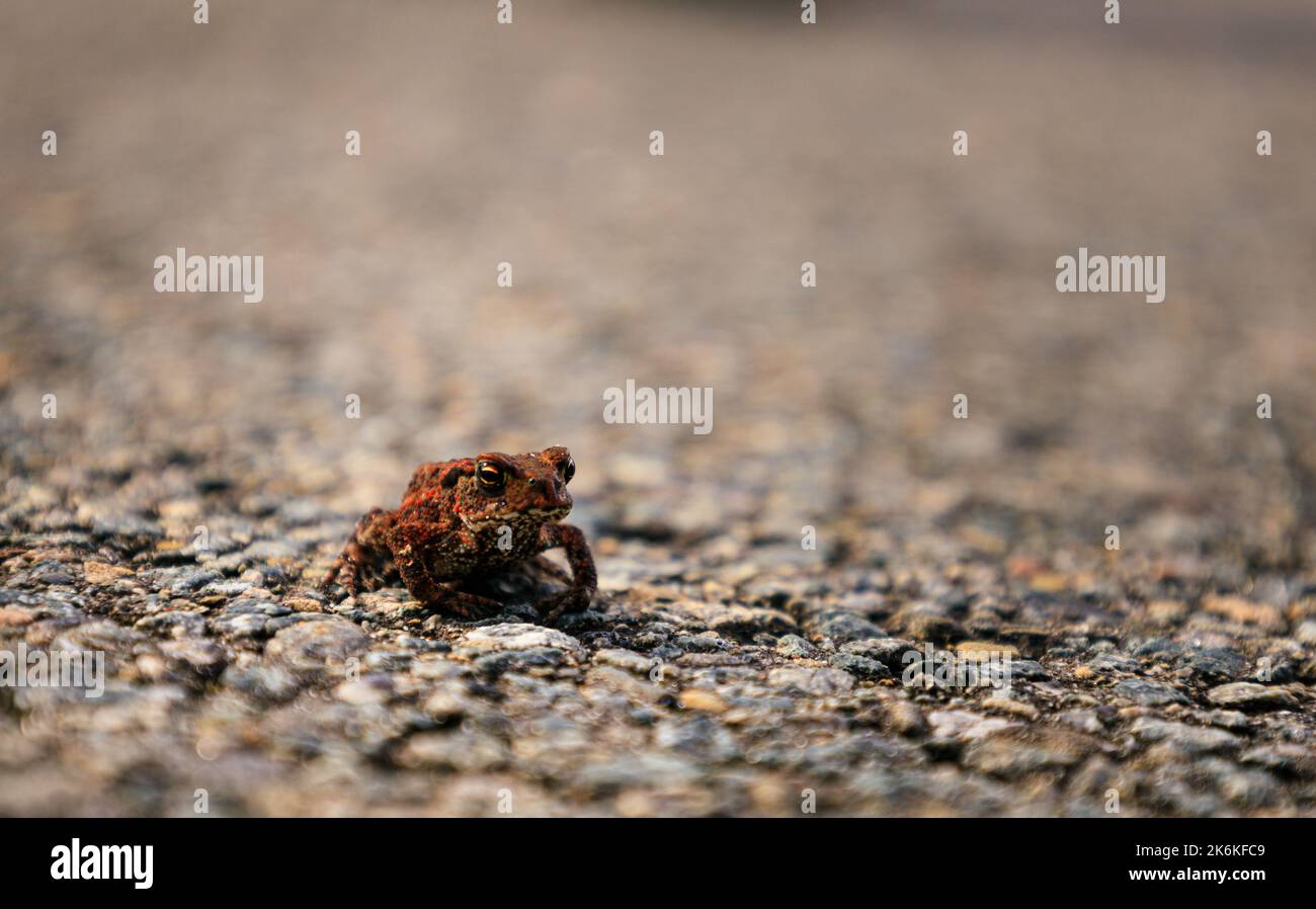 Closeup at Cute Little Frog Sitting on Ground Stock Photo - Alamy