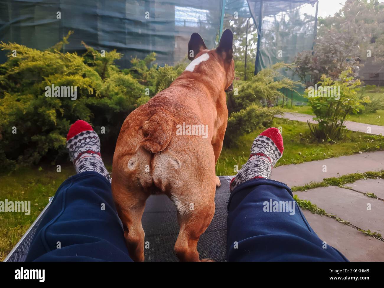 The concept of outdoor recreation with pets, hygge and leisure - legs ...