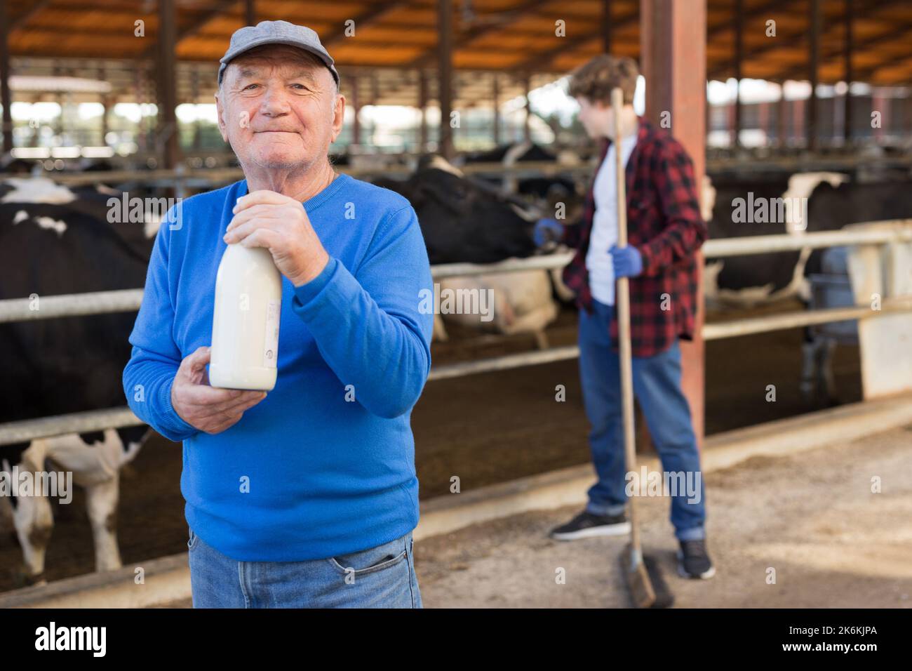 Elderly owner of cow farm with bottle of milk standing in stall on ...