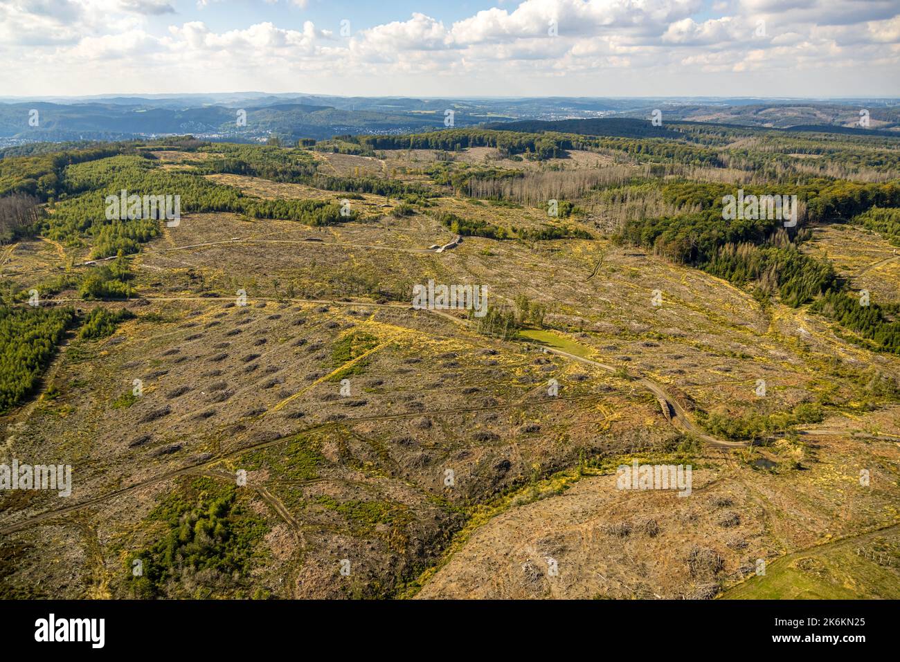 Aerial photo, forest damage and forest dieback, Glösingen, Arnsberg ...