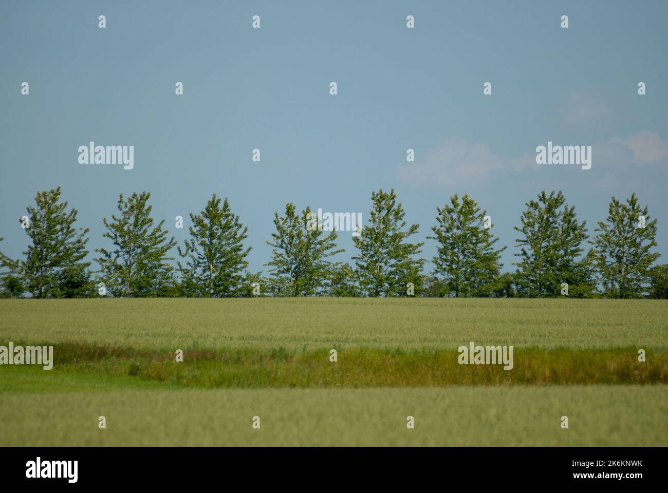 Scenery panoramic view of meadow with trees in Denmark Stock Photo - Alamy