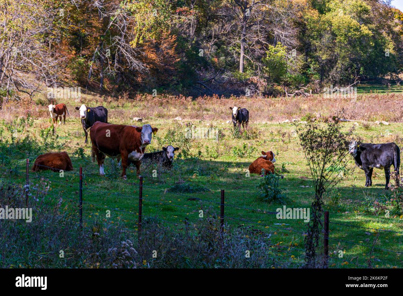 Shot of cows on a pasture at a local dairy farm in Wisconsin Stock ...