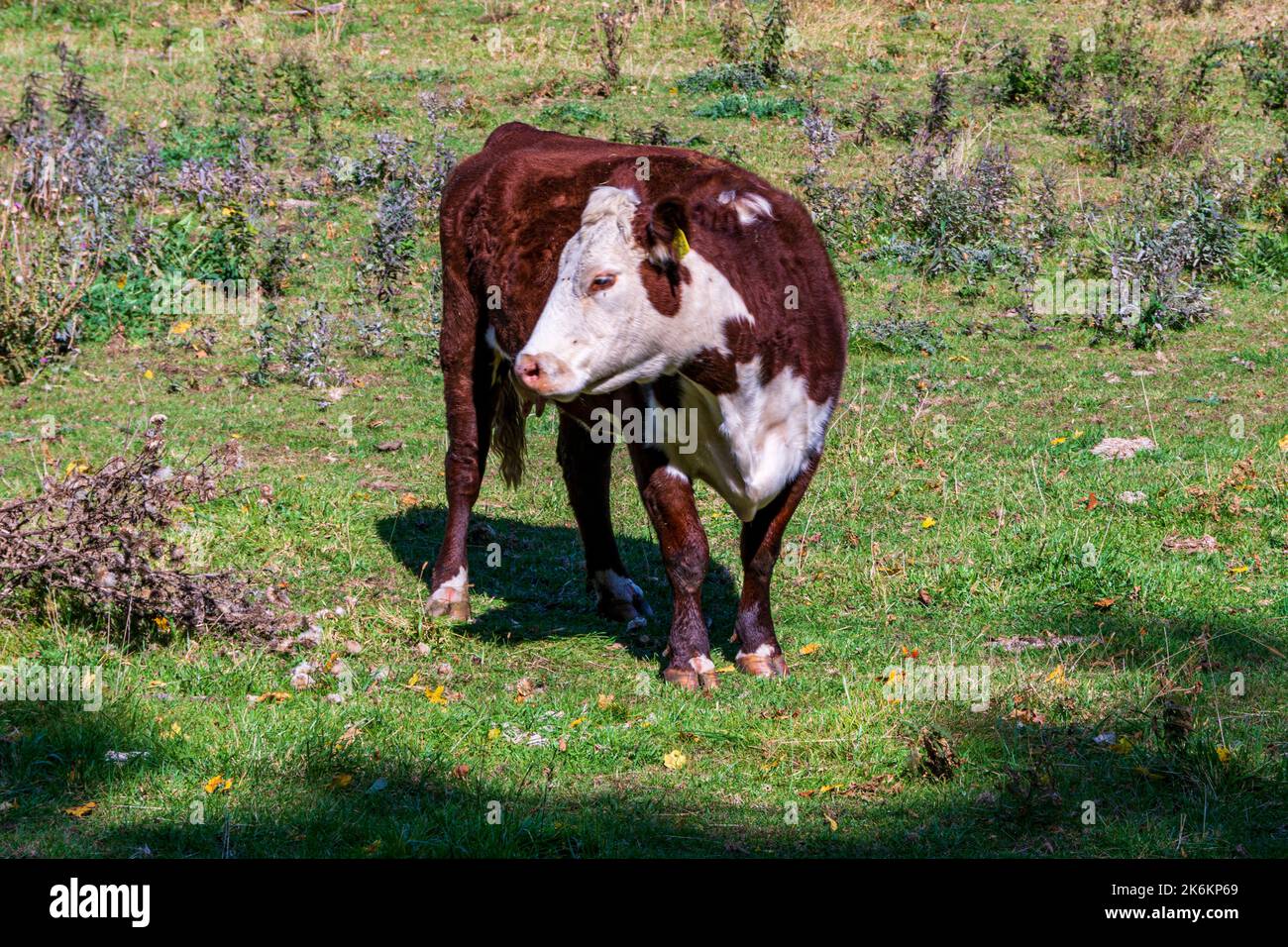 Shot of cows on a pasture at a local dairy farm in Wisconsin Stock ...