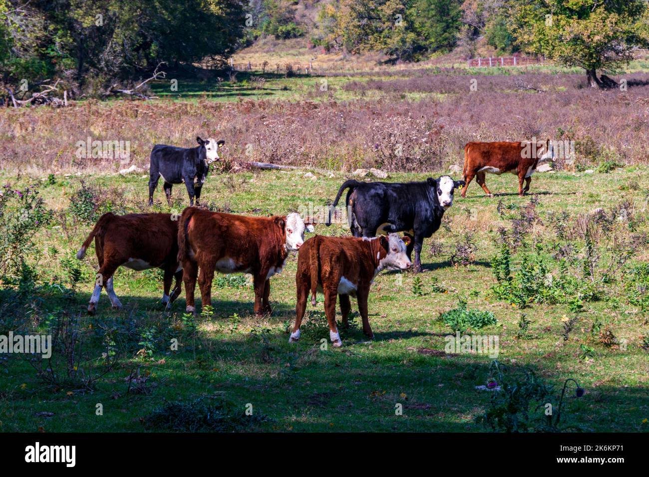 Shot of cows on a pasture at a local dairy farm in Wisconsin Stock ...