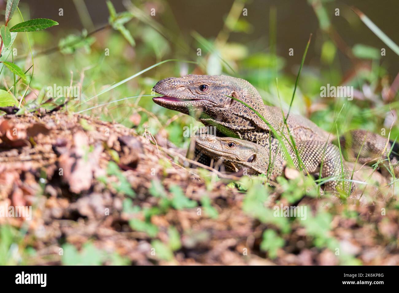 Couple of Bengal monitor or Varanus bengalensis or common Indian ...