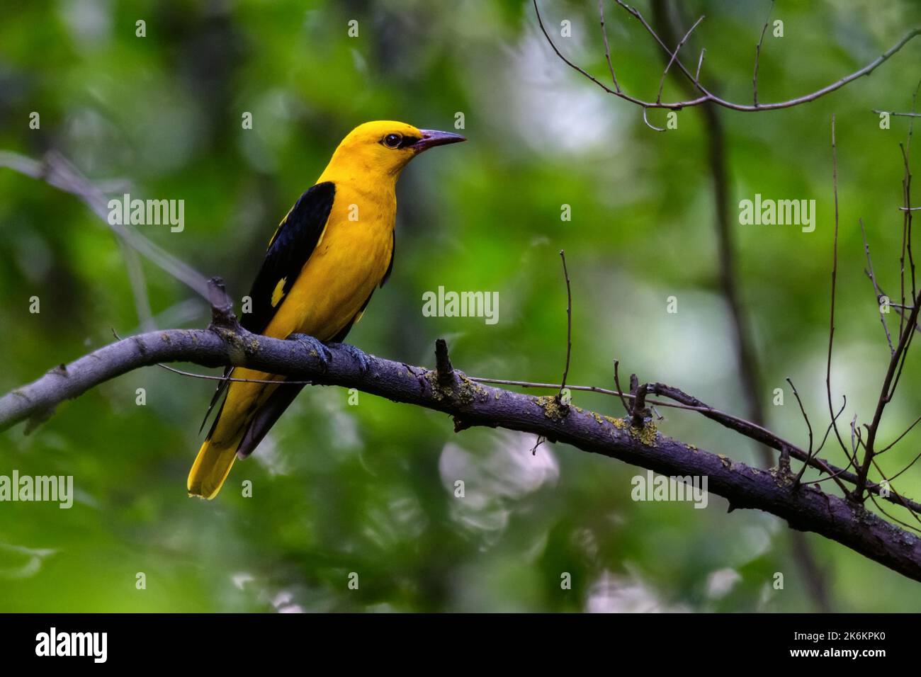 Male adult golden oriole, oriolus oriolus, on a moss covered twig in ...