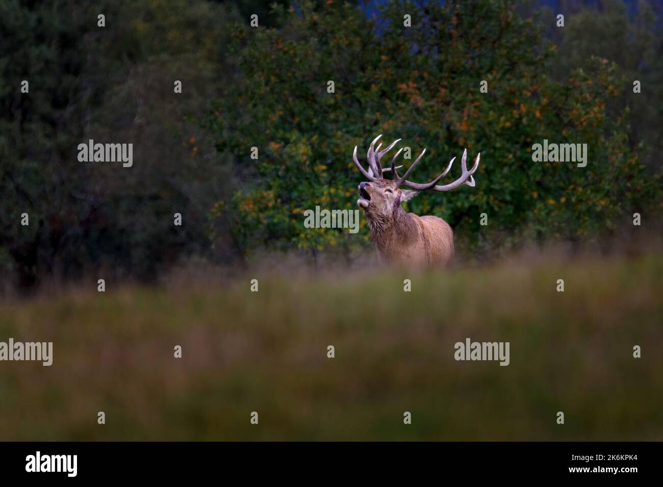 The red deer is one of the largest deer species Stock Photo - Alamy