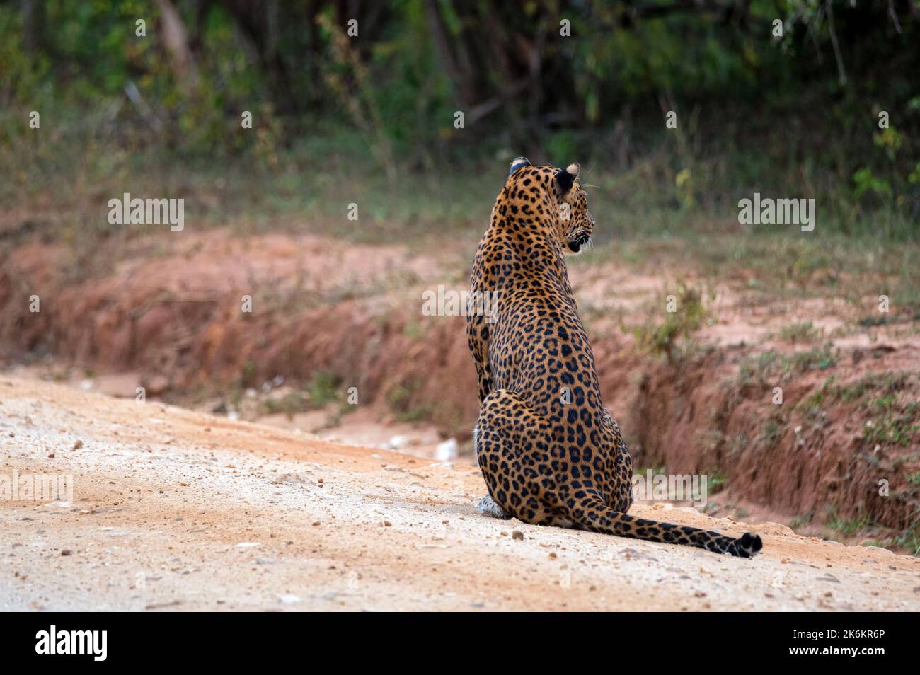 Sri lanka leopard road hi-res stock photography and images - Alamy