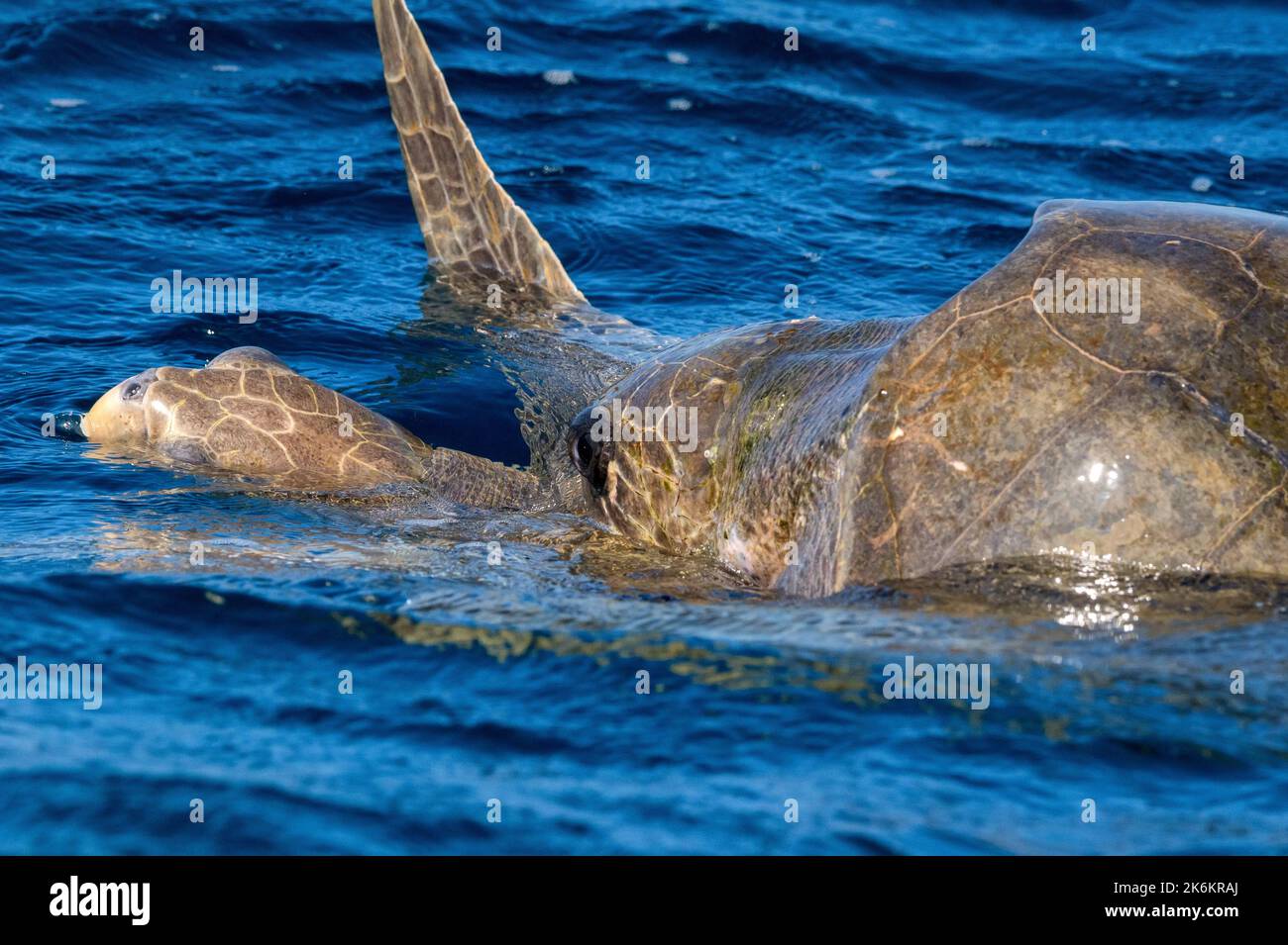 Hawksbill turtles hatchling hi-res stock photography and images - Alamy