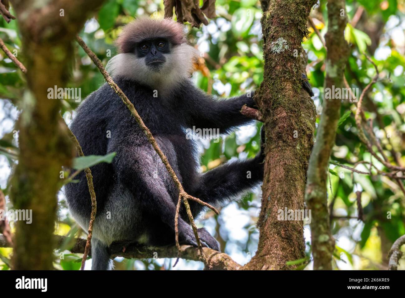 Purple-faced langur or Semnopithecus vetulus, leaf monkey in natural ...