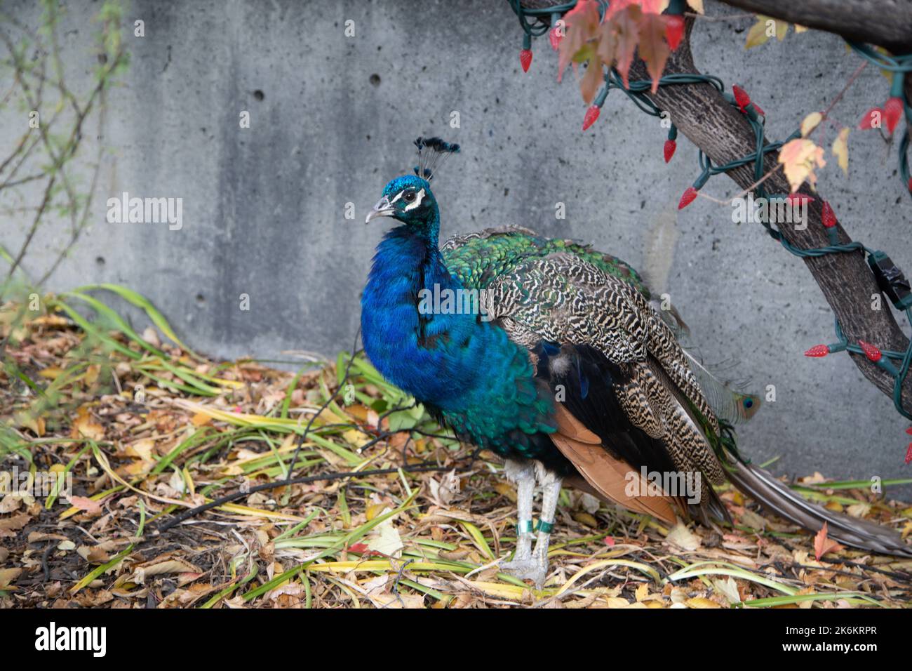 Galliformes hi-res stock photography and images - Alamy