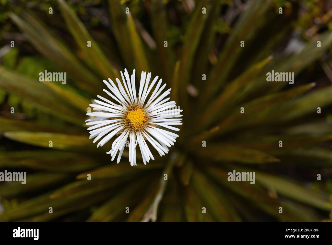 Large mountain daisy (Celmisia) growing in alpine habitat at Arthur's ...