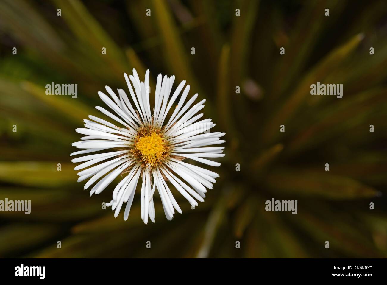 Large mountain daisy (Celmisia) growing in alpine habitat at Arthur's ...
