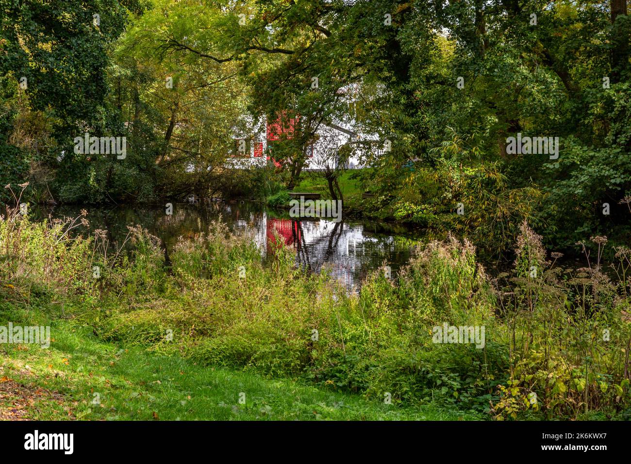 Woodland landscape scene at Oakenshaw Spinney, Redditch, during autumn ...