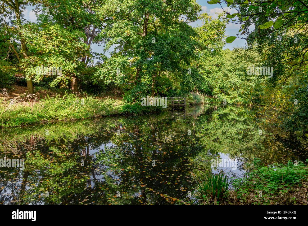 Woodland landscape scene at Oakenshaw Spinney, Redditch, during autumn ...