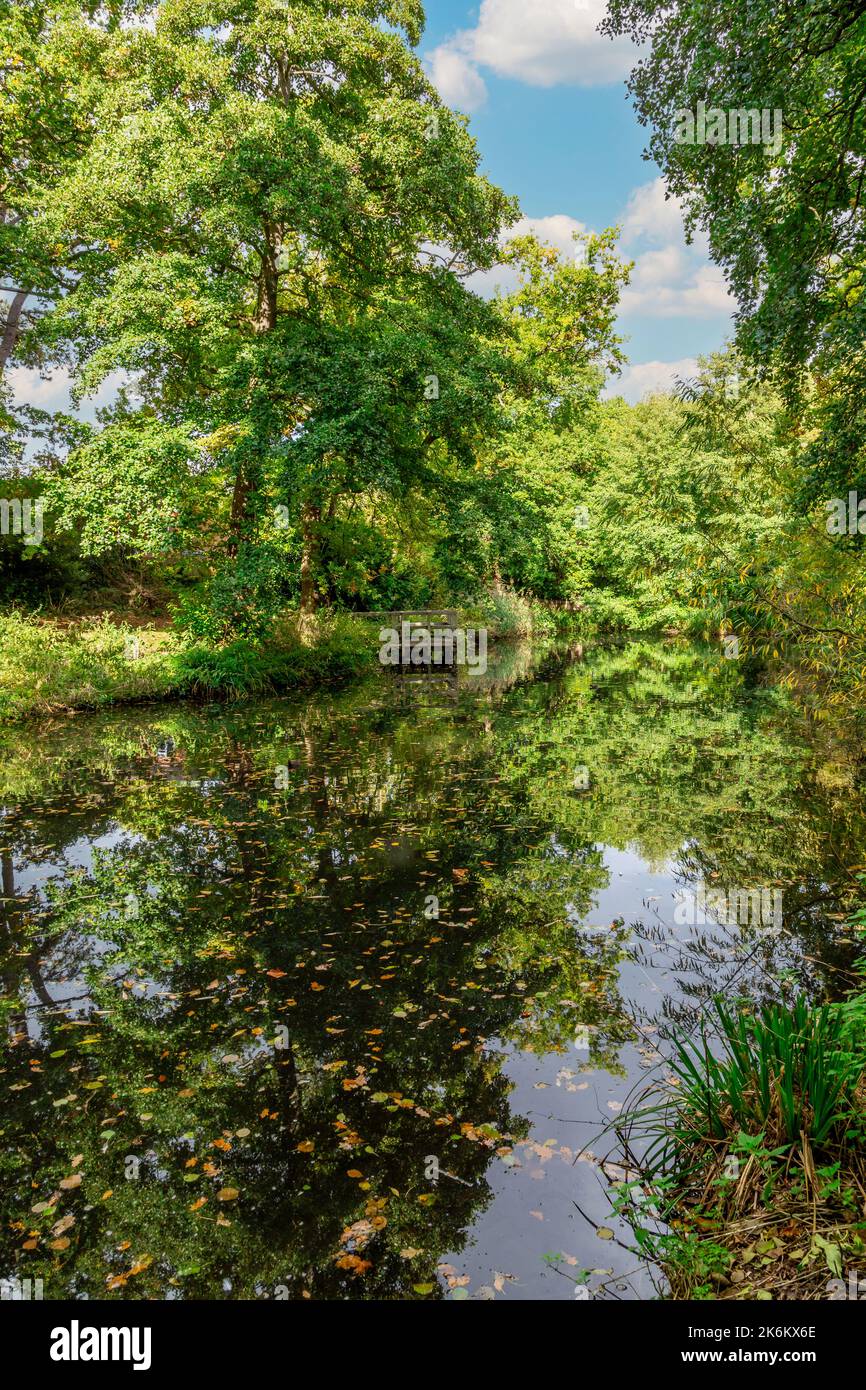 Woodland landscape scene at Oakenshaw Spinney, Redditch, during autumn ...