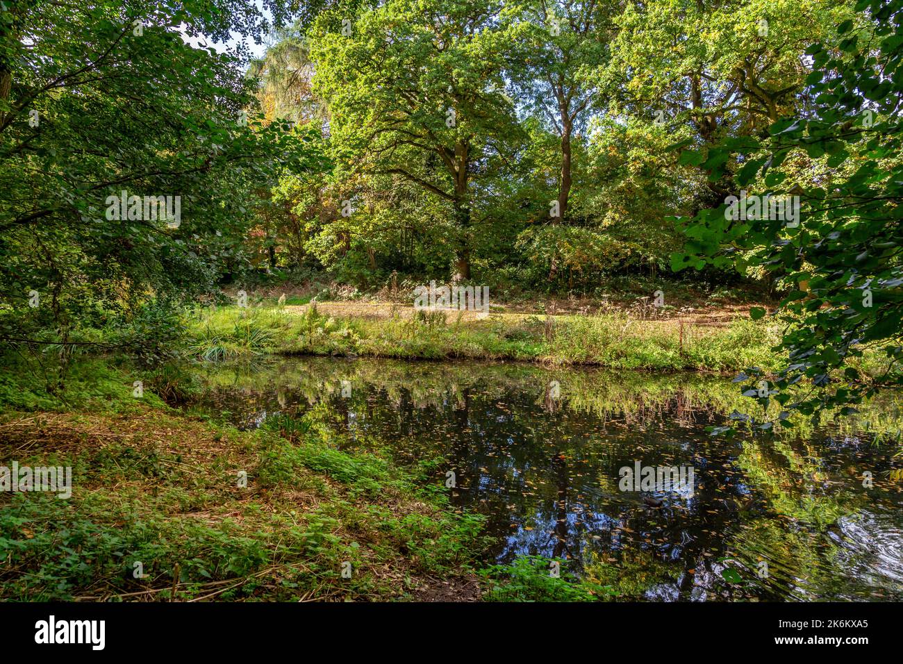 Woodland landscape scene at Oakenshaw Spinney, Redditch, during autumn ...