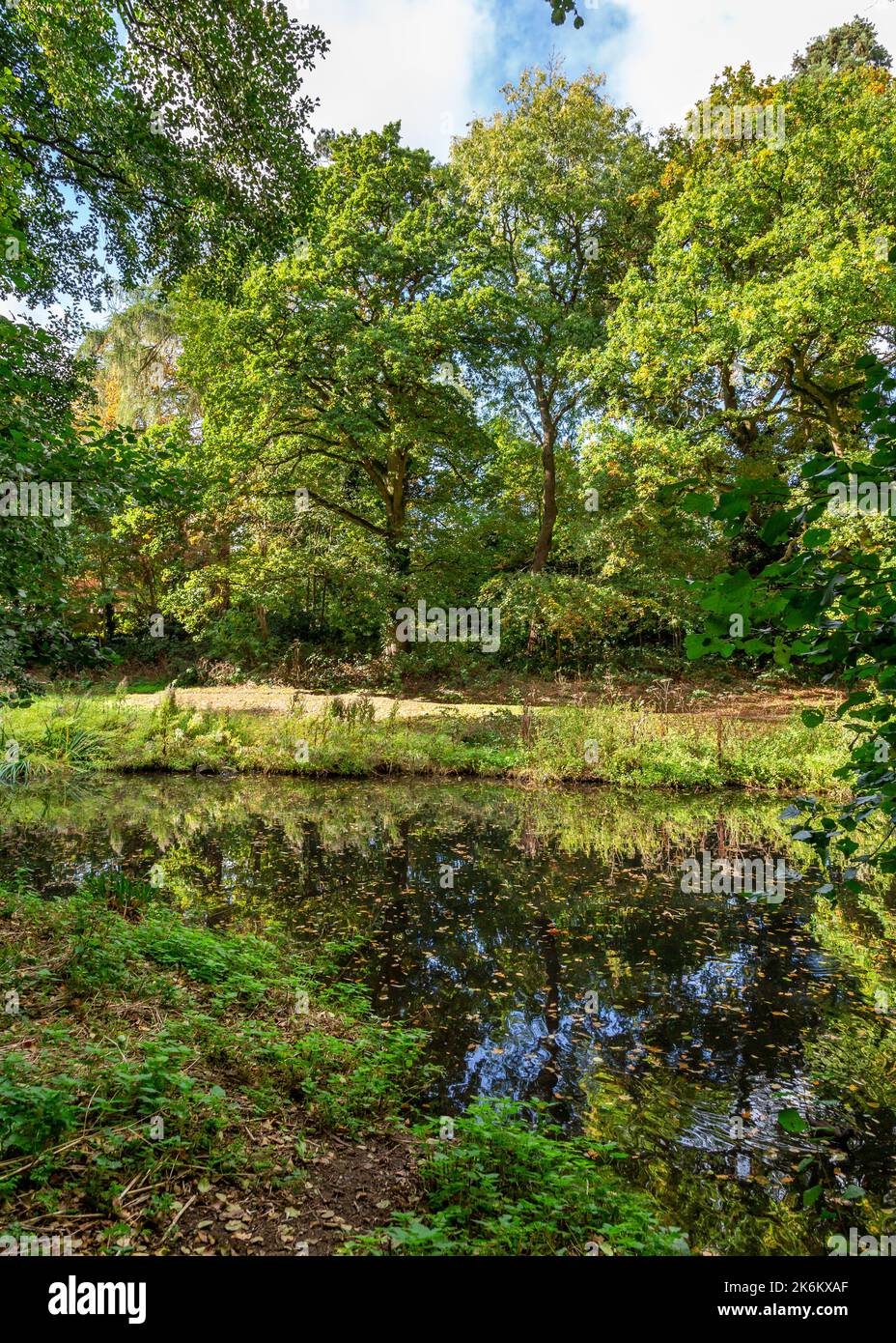 Woodland landscape scene at Oakenshaw Spinney, Redditch, during autumn ...
