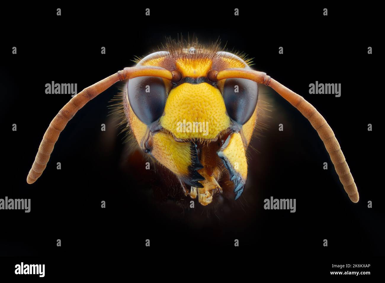 RED HORNET PORTRAIT Stock Photo - Alamy