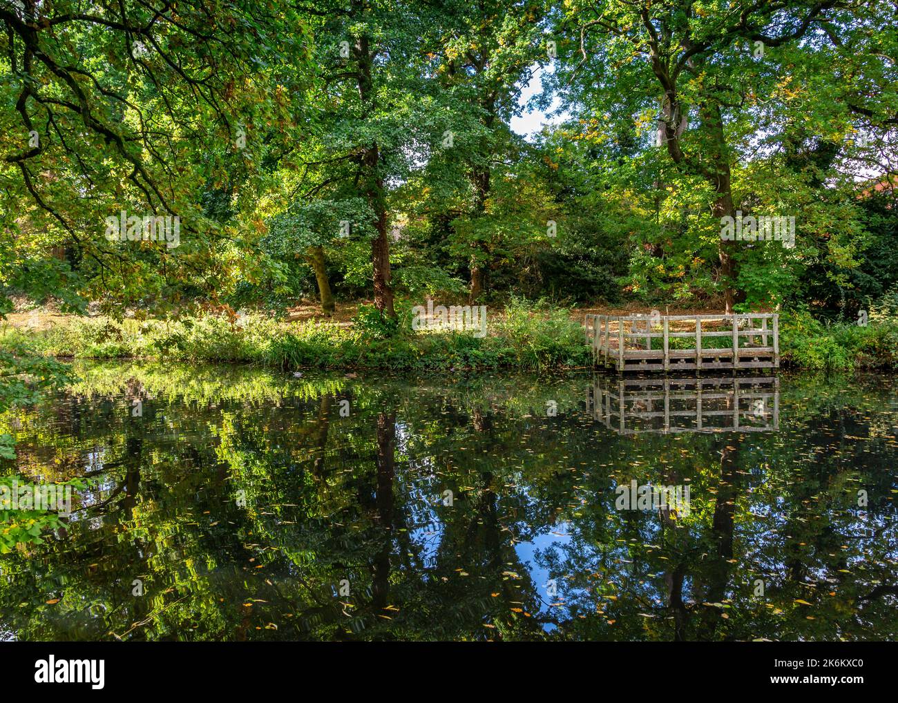 Woodland landscape scene at Oakenshaw Spinney, Redditch, during autumn ...