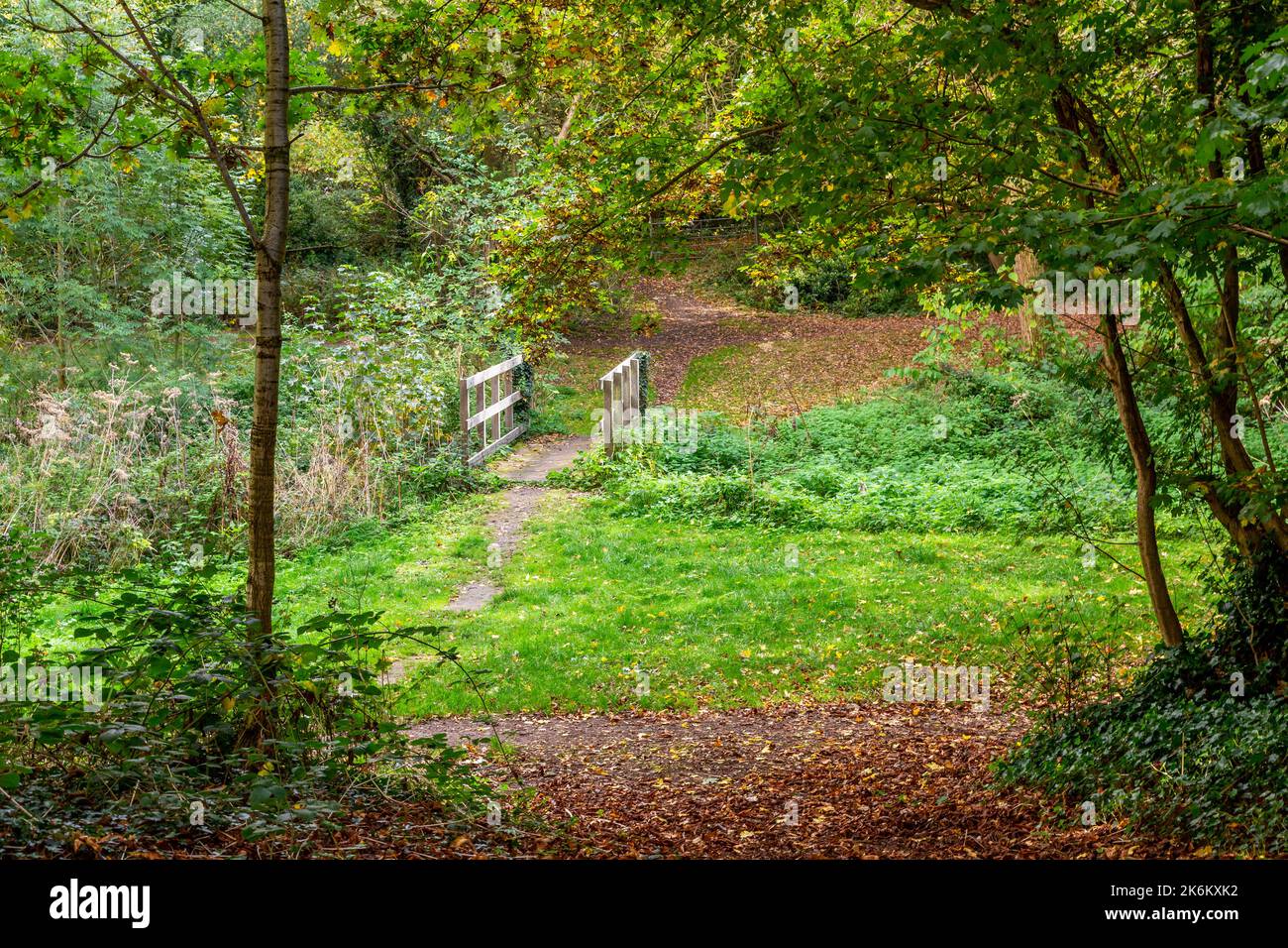 Woodland landscape scene at Oakenshaw Spinney, Redditch, during autumn ...